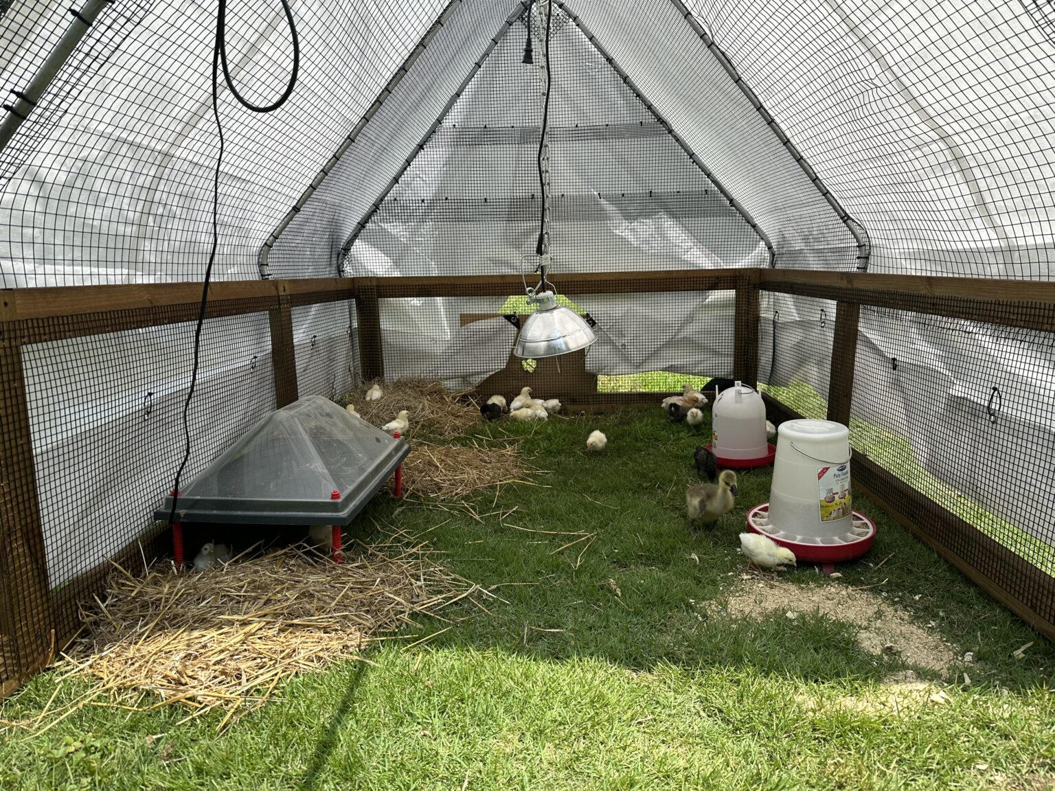 Heat Lamp vs. Brooder Plate for Chick Brooders (Pros and Cons)