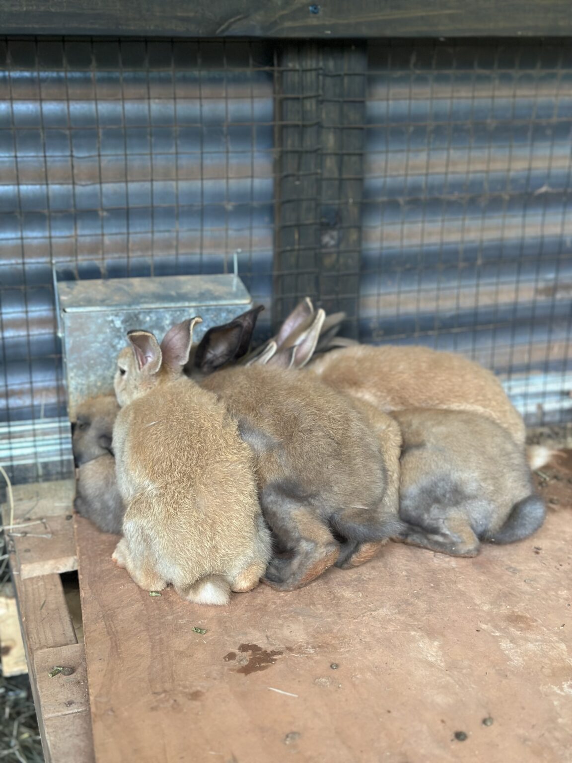 Raising Rabbits In a Colony (Pros and Cons) - The Kummer Homestead