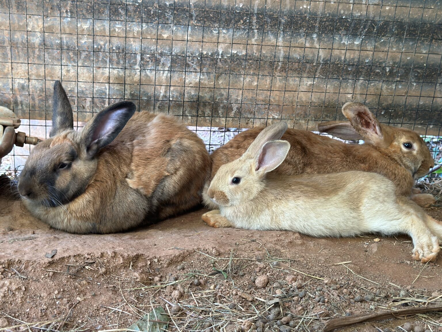 Raising Rabbits In a Colony (Pros and Cons) - The Kummer Homestead