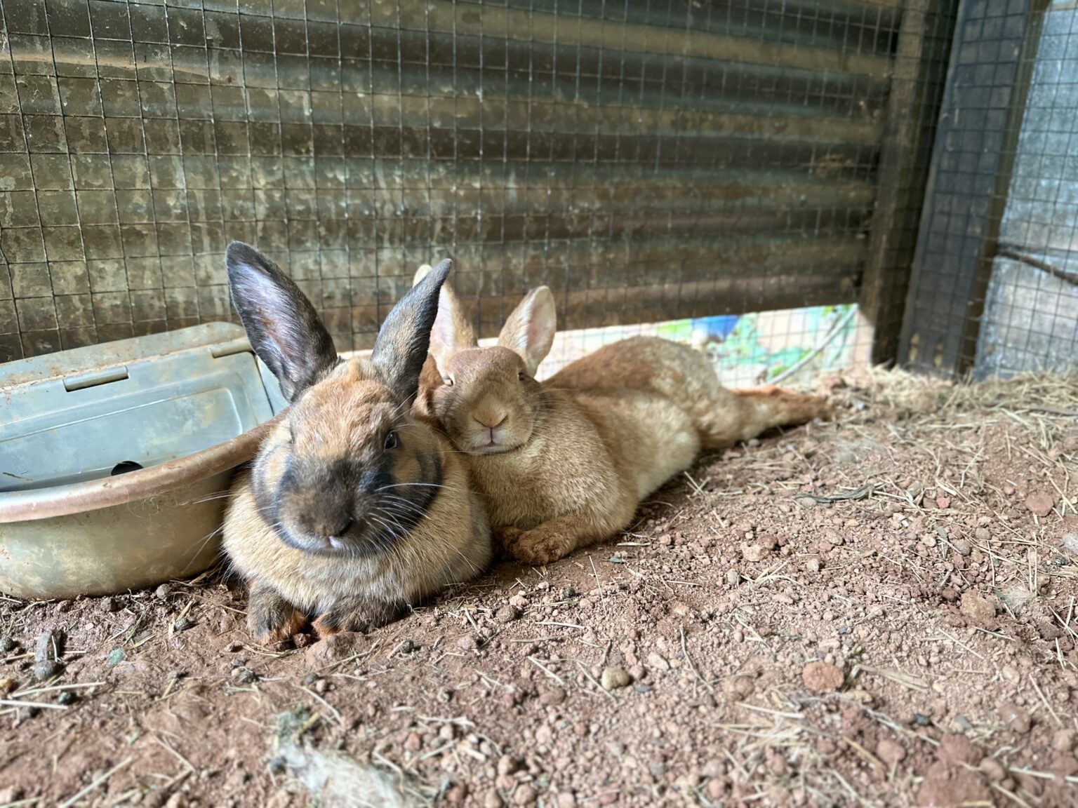 Raising Rabbits In a Colony (Pros and Cons) - The Kummer Homestead