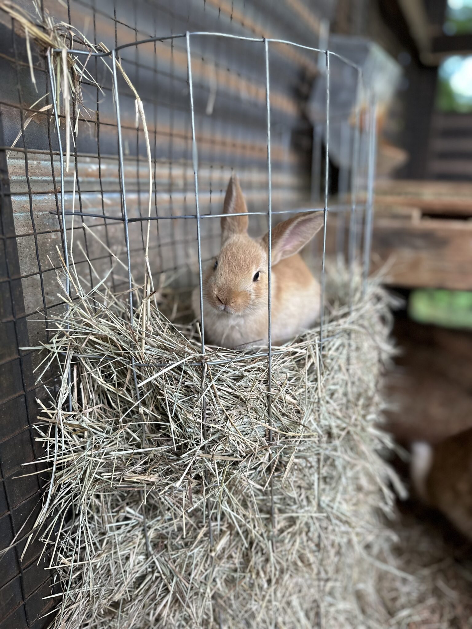 Raising Rabbits In a Colony (Pros and Cons) - The Kummer Homestead
